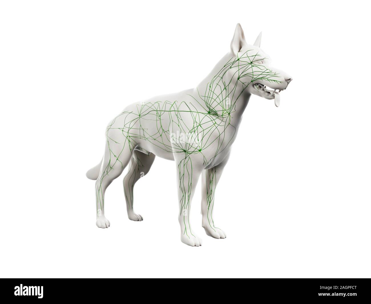 Dog lymphatic system hi-res stock photography and images - Alamy