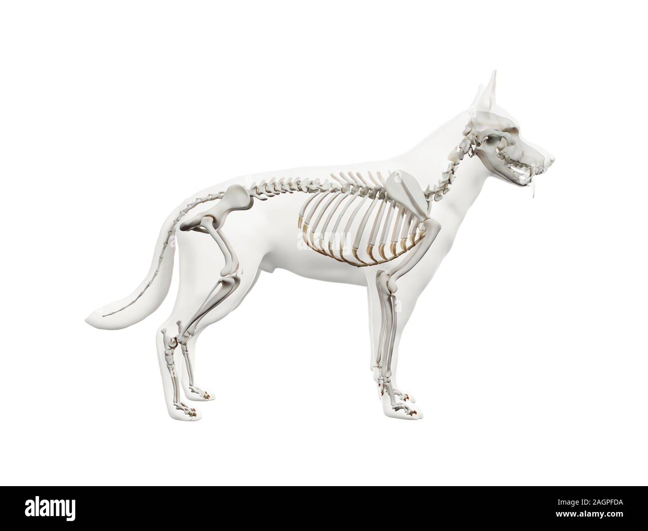 Dog skeleton, computer illustration Stock Photo - Alamy