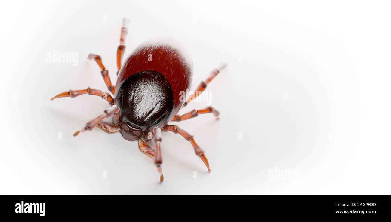 Tick, computer illustration Stock Photo - Alamy