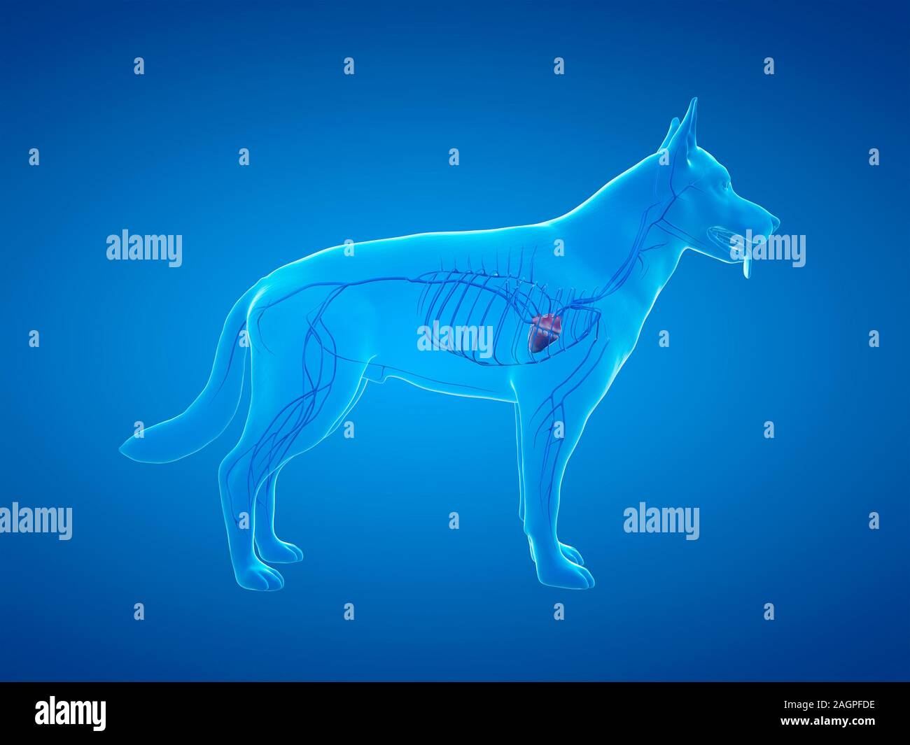 Dog veins, computer illustration Stock Photo - Alamy