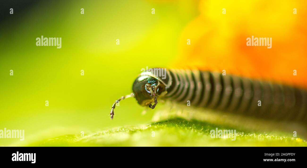 A closeup of a millipede insect with it's amazing armored body and lots ...