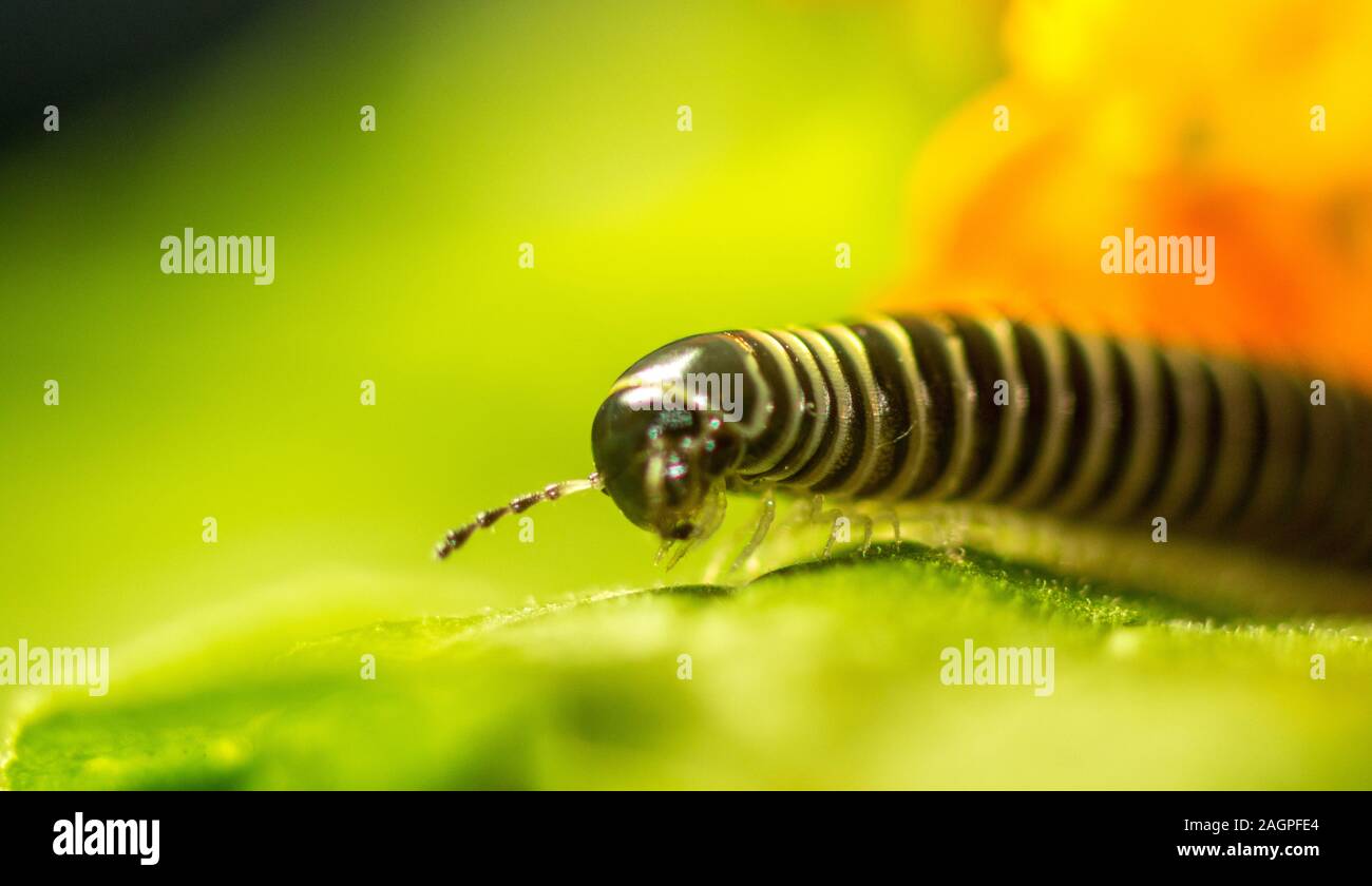A closeup of a millipede insect with it's amazing armored body and lots ...