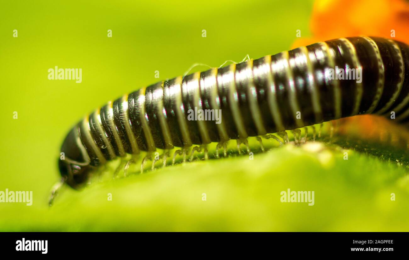 A closeup of a millipede insect with it's amazing armored body and lots ...