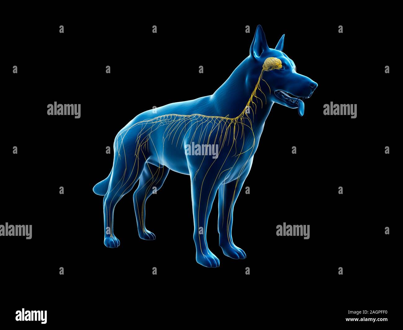 Canine brain anatomy hi-res stock photography and images - Alamy
