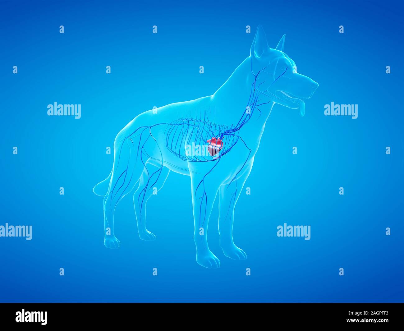 Dog veins, computer illustration Stock Photo - Alamy