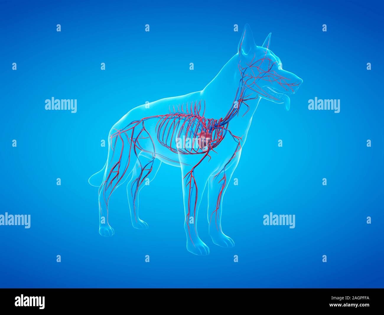 Dog vascular system, computer illustration Stock Photo - Alamy