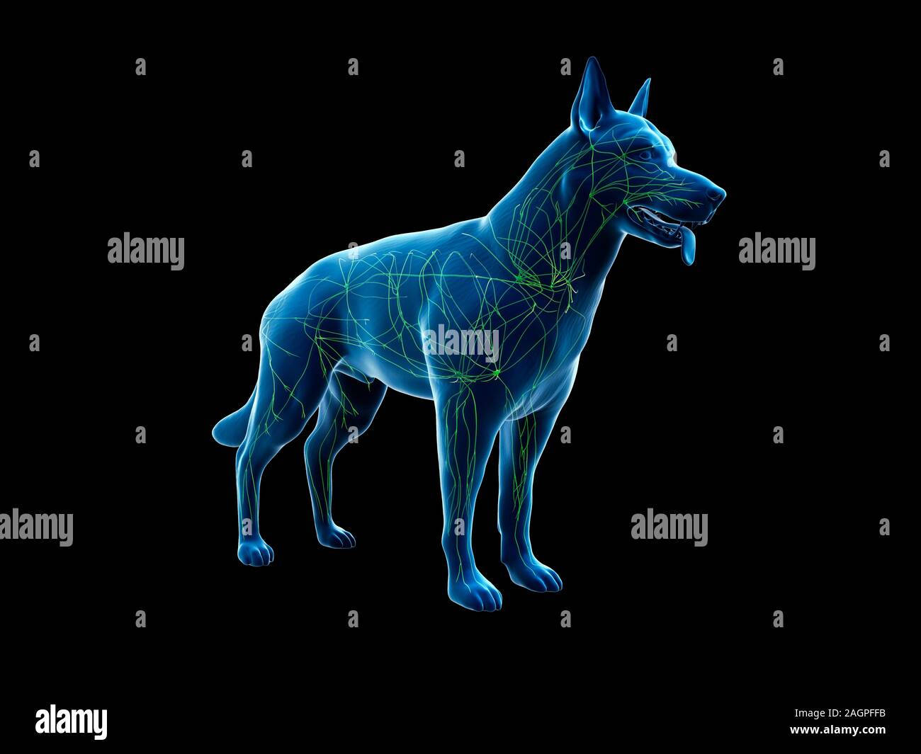 Dog lymphatic system hi-res stock photography and images - Alamy