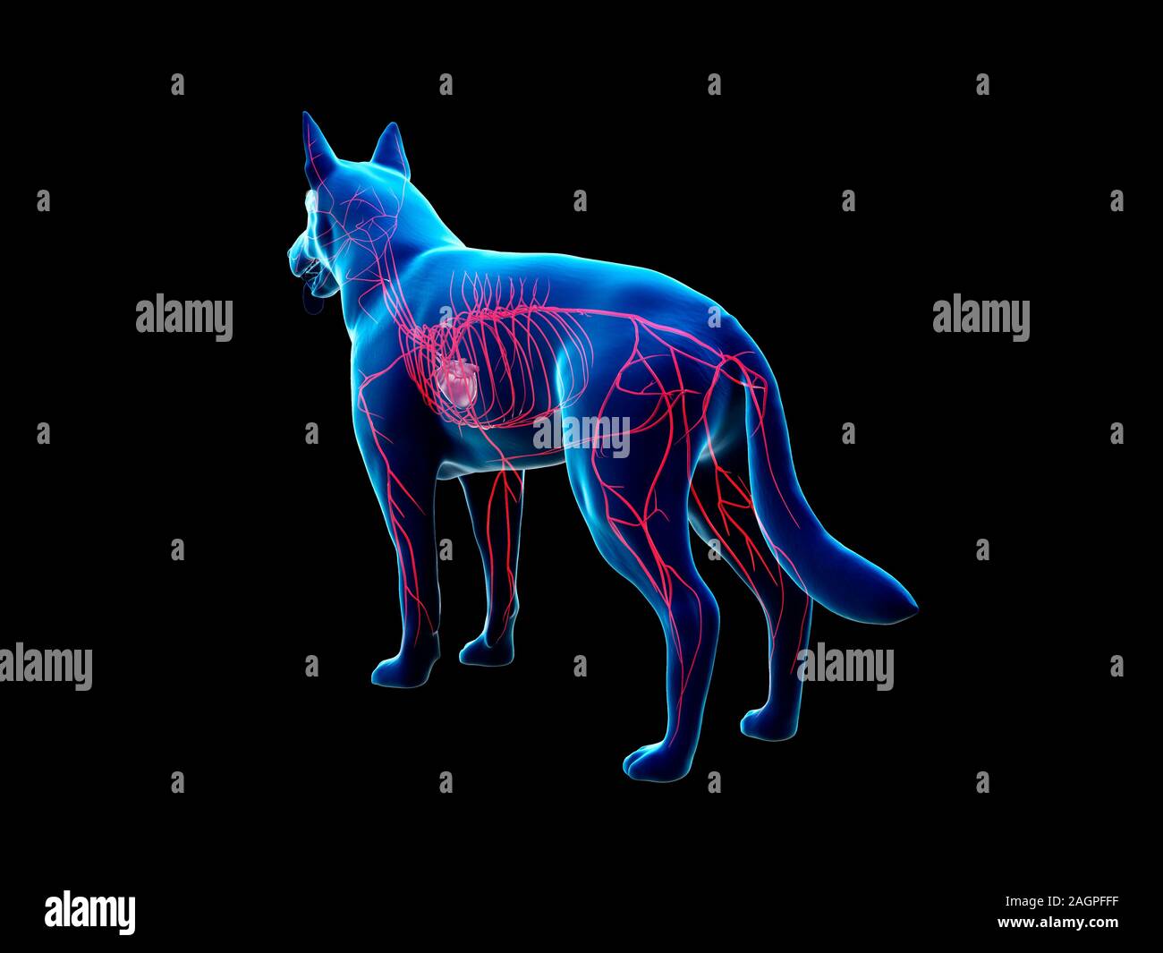Vascular system illustration dog hi-res stock photography and images ...