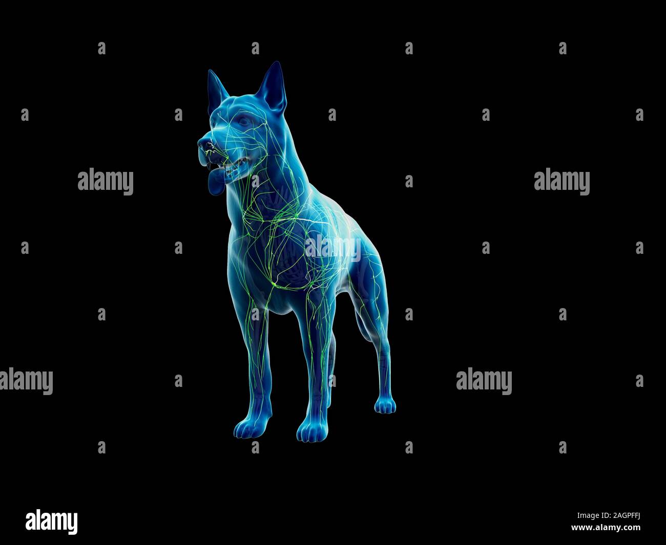 Dog lymphatic system hi-res stock photography and images - Alamy