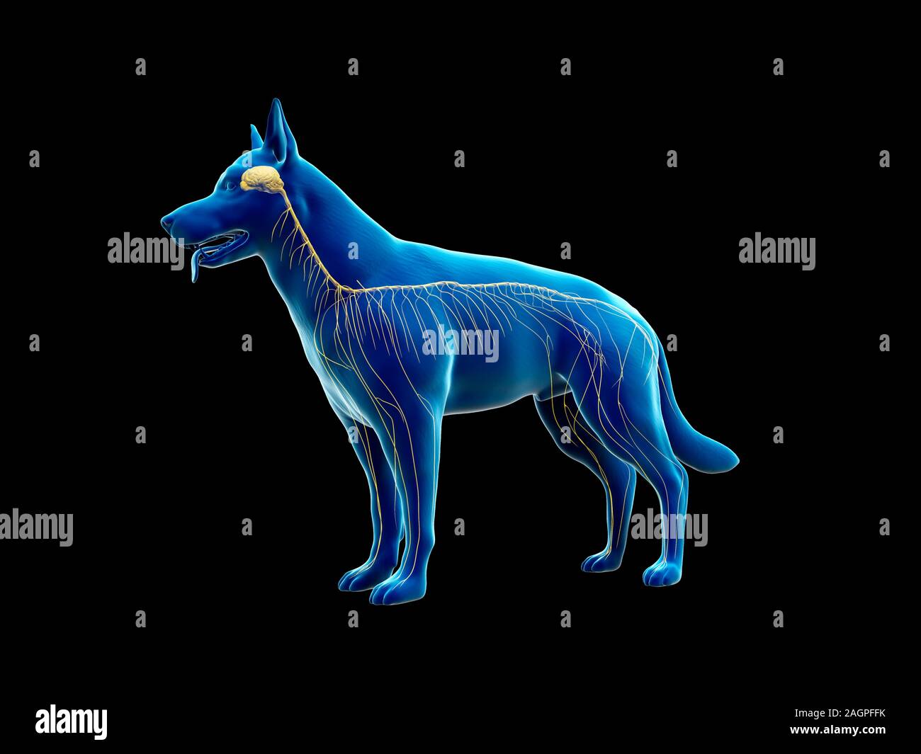 Dog nervous system, computer illustration Stock Photo - Alamy