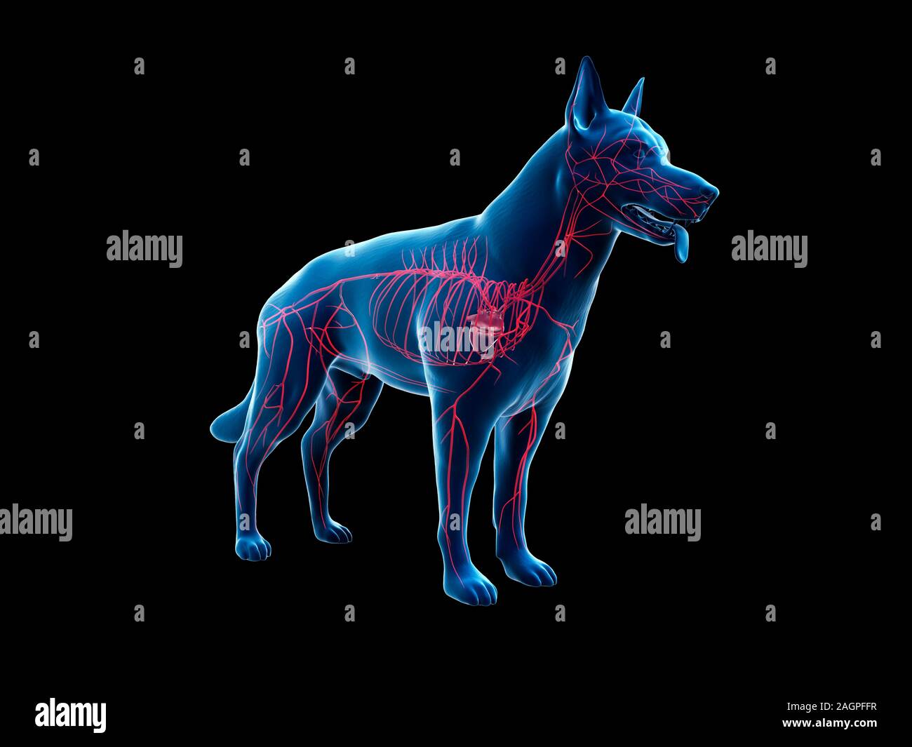 Vascular system illustration dog hi-res stock photography and images ...