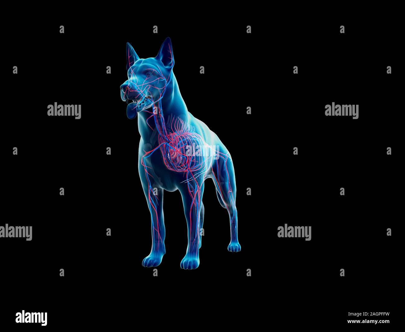 Veterinary artery anatomy hi-res stock photography and images - Alamy