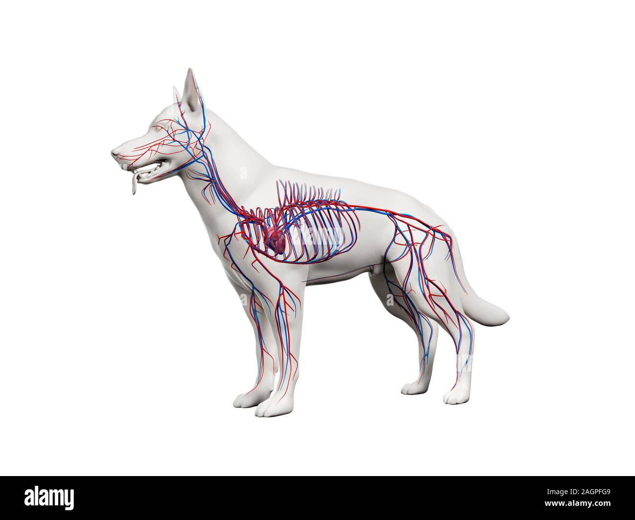 Dog vascular system, computer illustration Stock Photo - Alamy