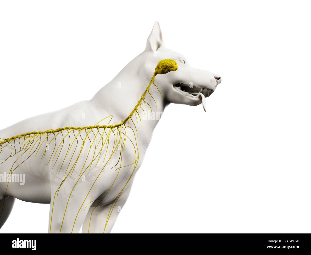 Dog nervous system, computer illustration Stock Photo - Alamy