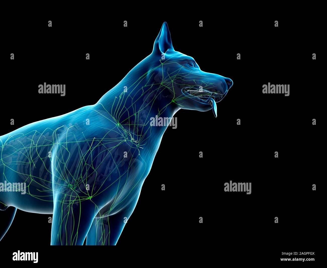 Dog lymphatic system, computer illustration Stock Photo - Alamy