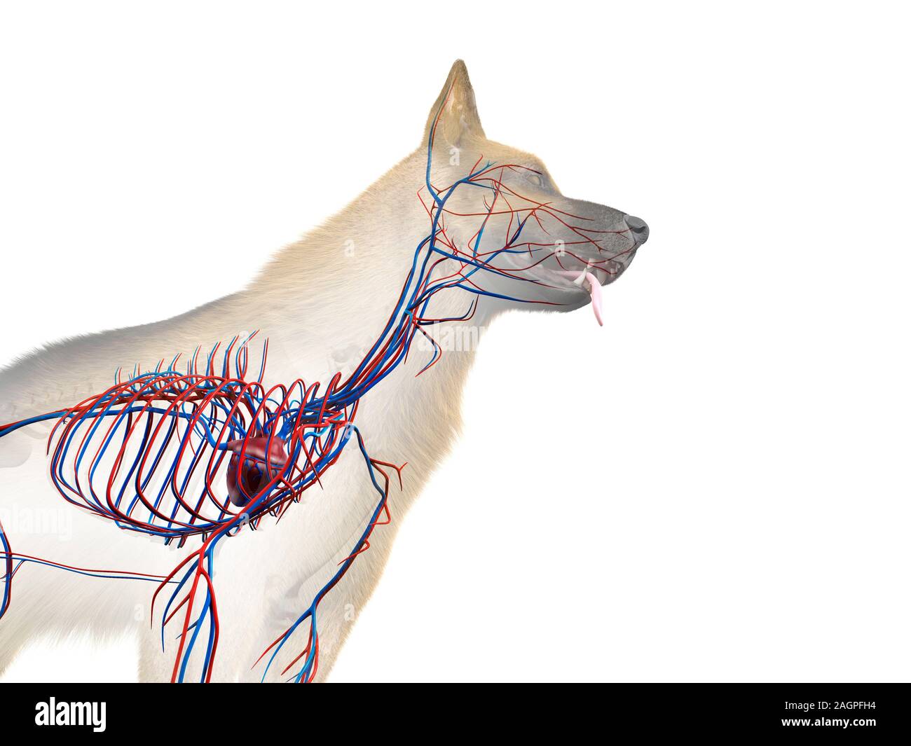 Vascular system dog hi-res stock photography and images - Alamy