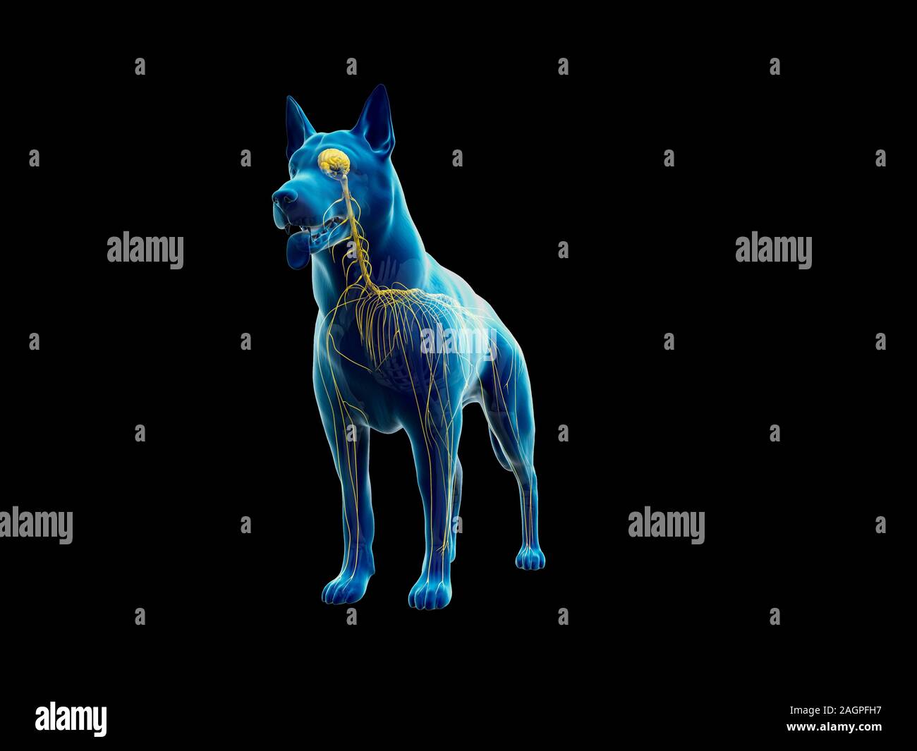 Dog nervous system, computer illustration Stock Photo - Alamy