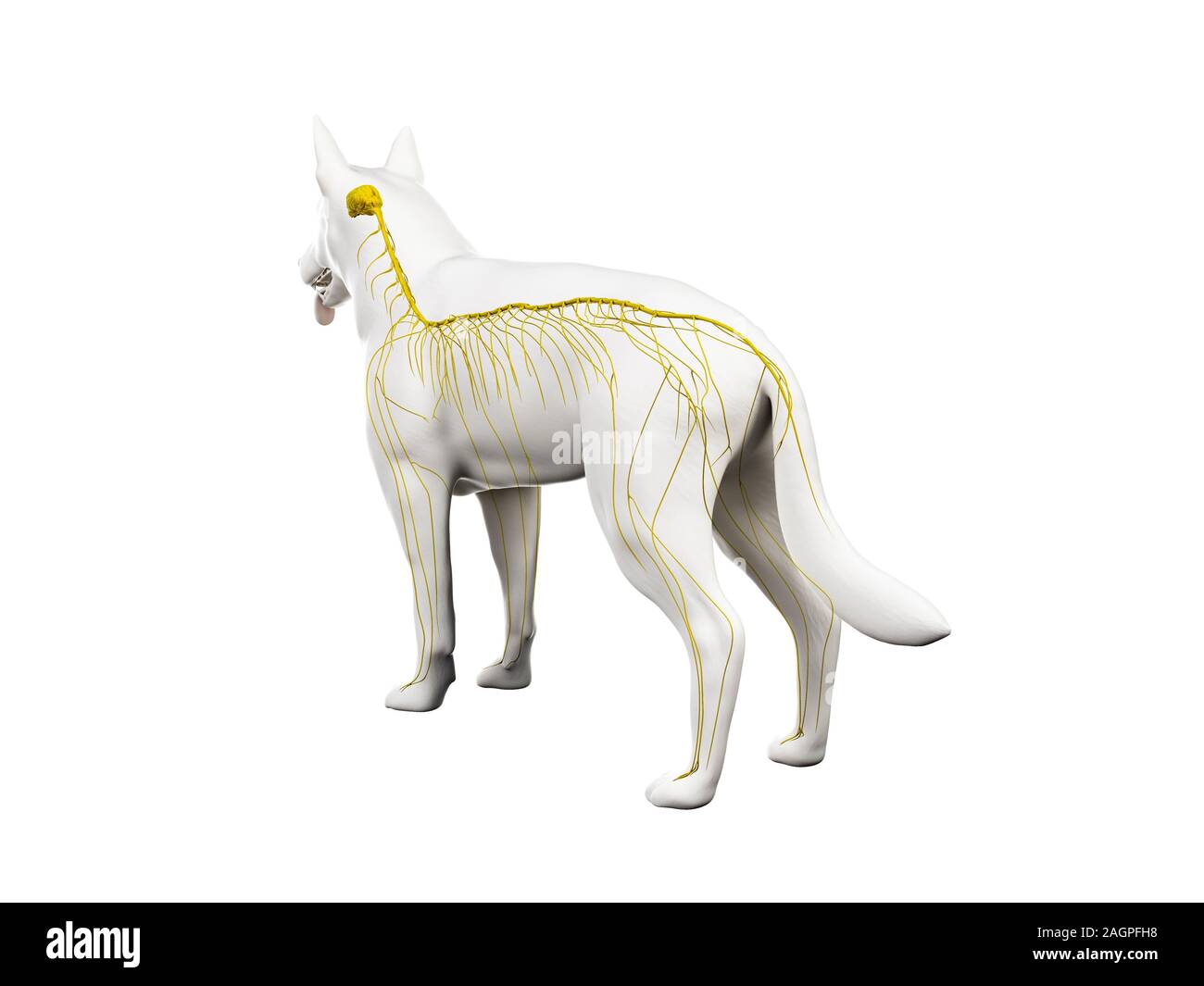 Dog nervous system, computer illustration Stock Photo - Alamy