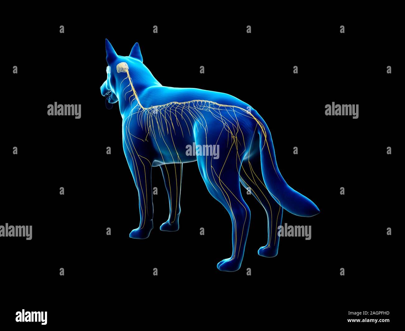Dog nervous system, computer illustration Stock Photo - Alamy