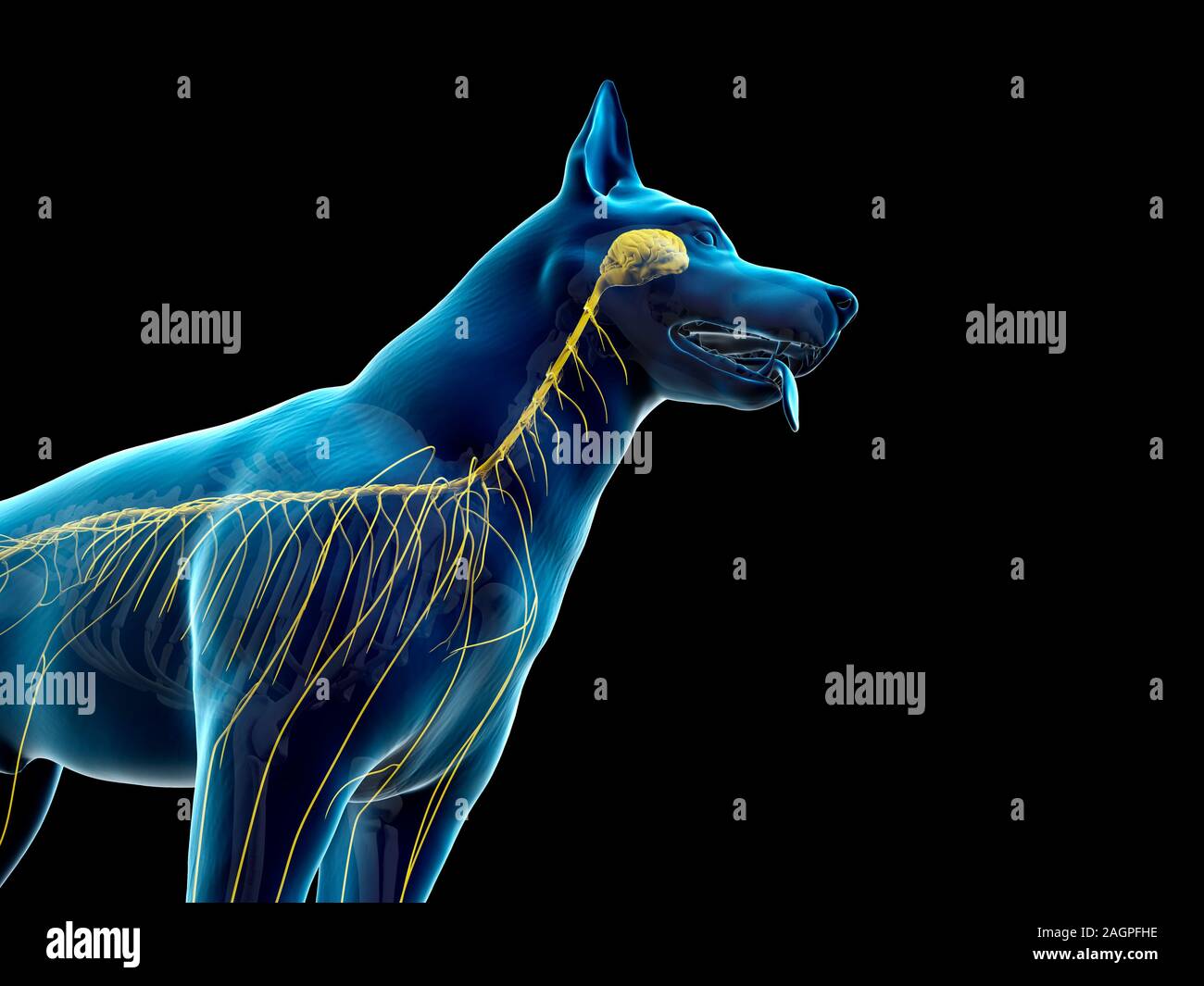 Dog nervous system, computer illustration Stock Photo - Alamy