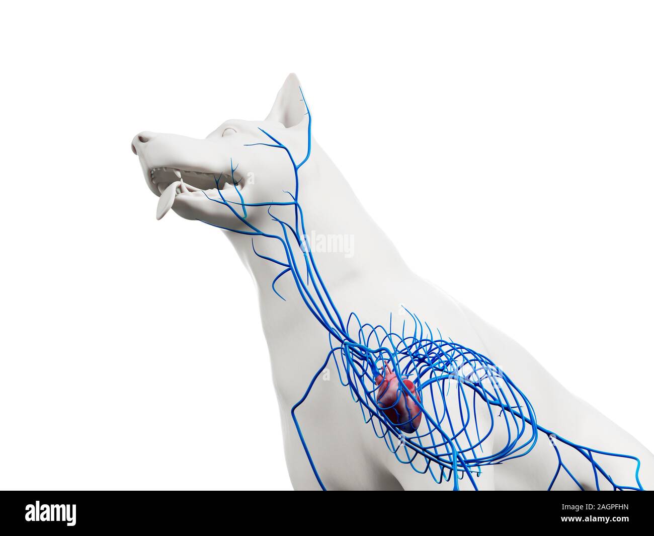 Vascular system illustration dog hi-res stock photography and images ...