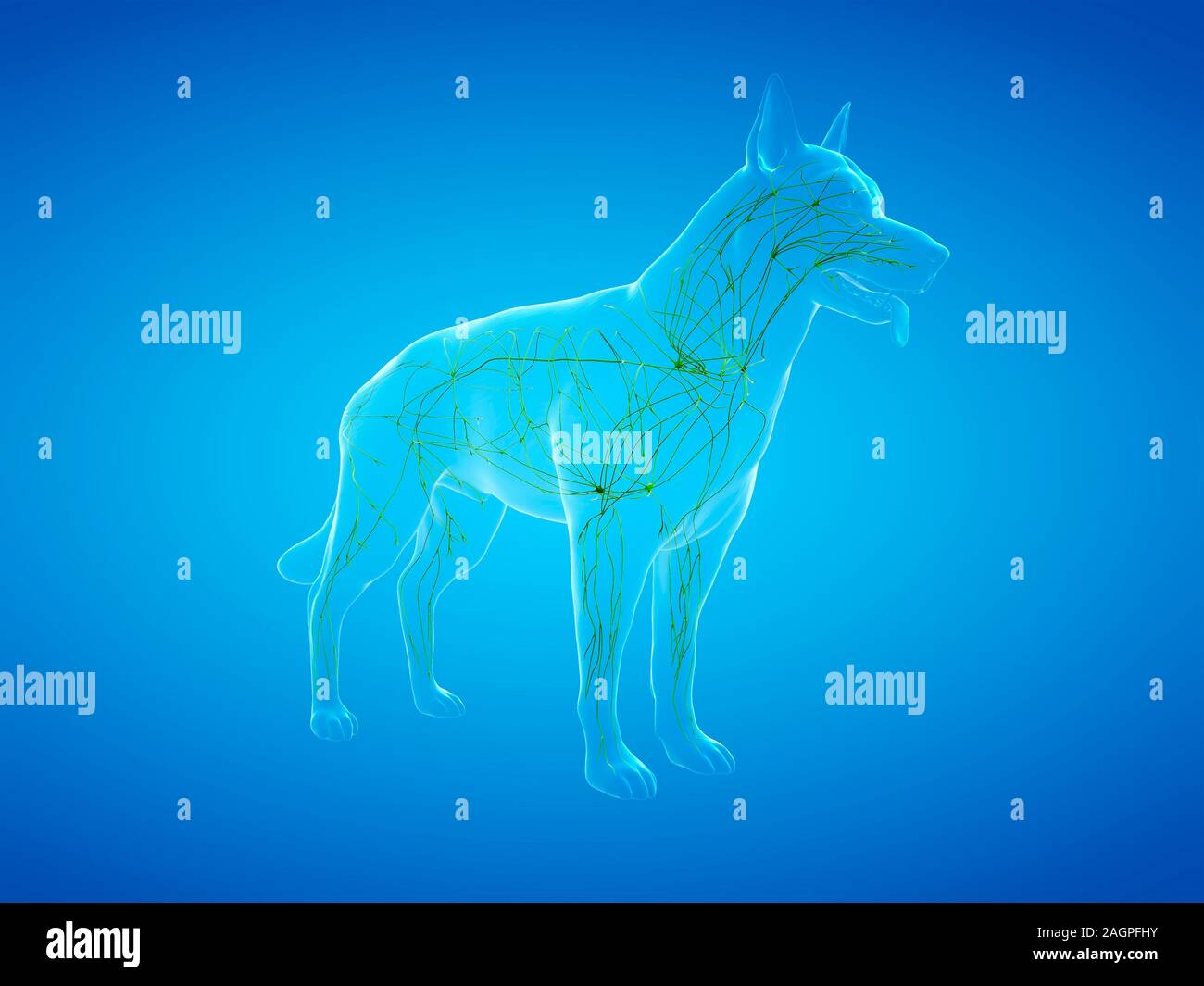 Dog lymphatic system hi-res stock photography and images - Alamy