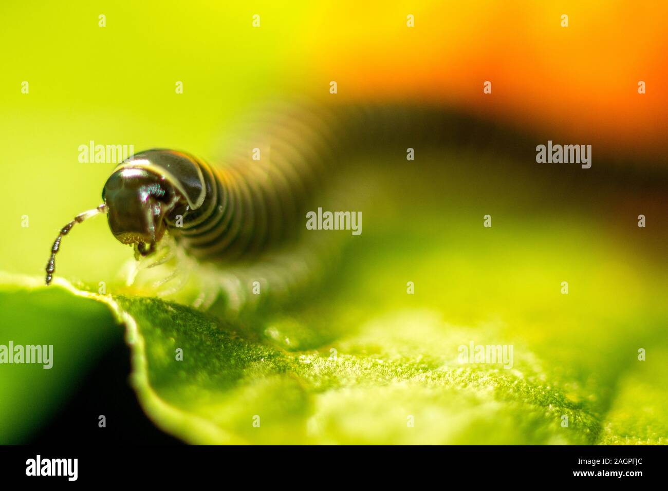 A closeup of a millipede insect with it's amazing armored body and lots ...