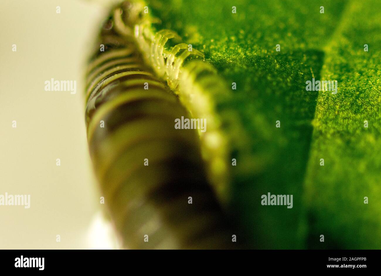 Armored centipede hi-res stock photography and images - Alamy