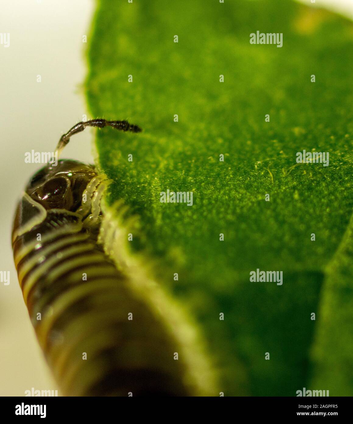 Black diplopoda arthropod hi-res stock photography and images - Alamy