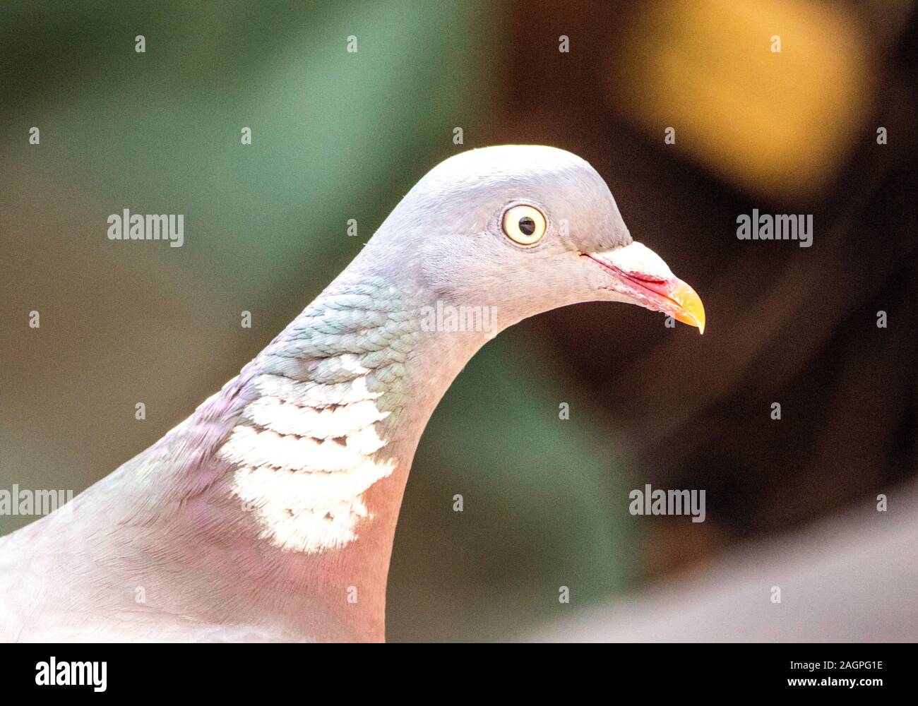 A gorgeous pigeon taken side on looking at the camera Stock Photo - Alamy