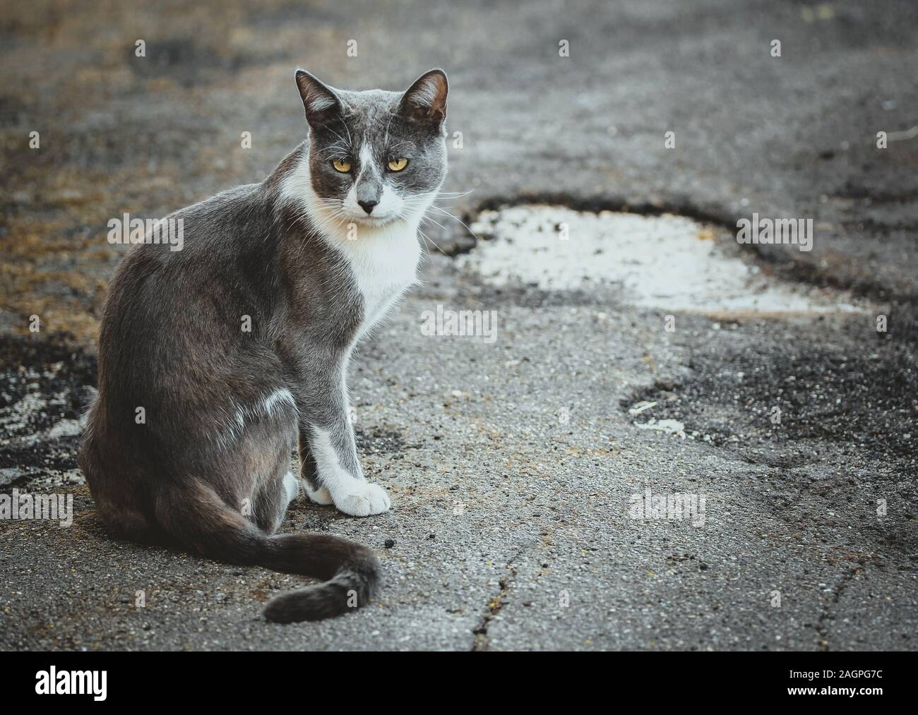 Smooth Watching Kitty High Resolution Stock Photography and Images - Alamy
