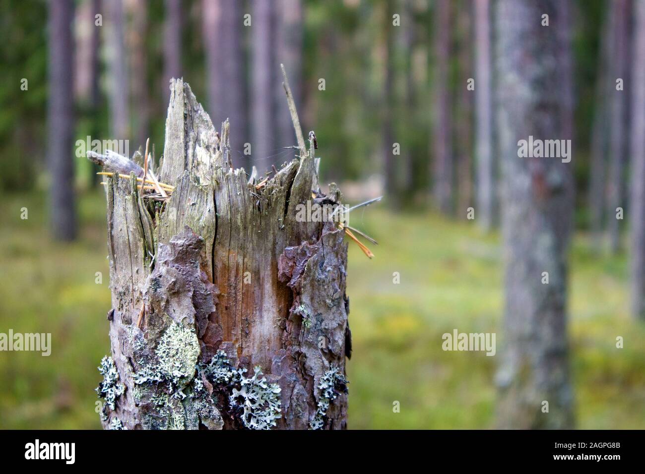 Rotten stump hi-res stock photography and images - Alamy