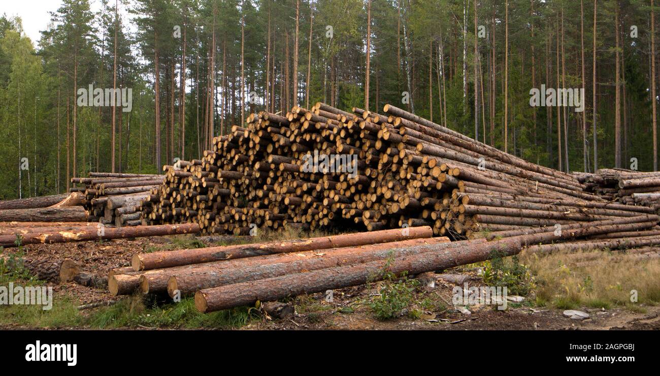 Forest edge with saw mill, stacks of pine logs against pine forest ...