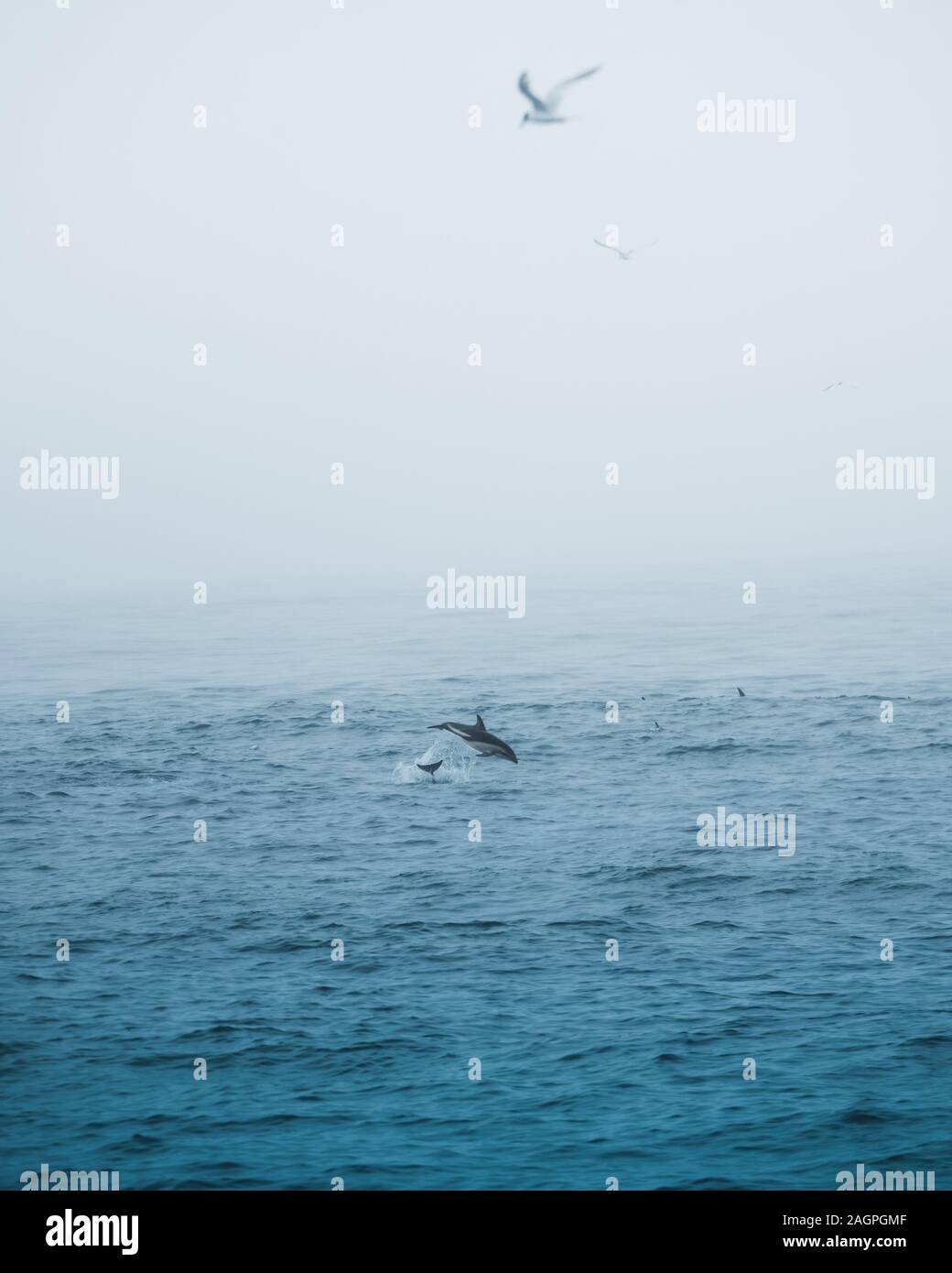 Vertical shot of a peaceful marine view with the floating dolphin in ...