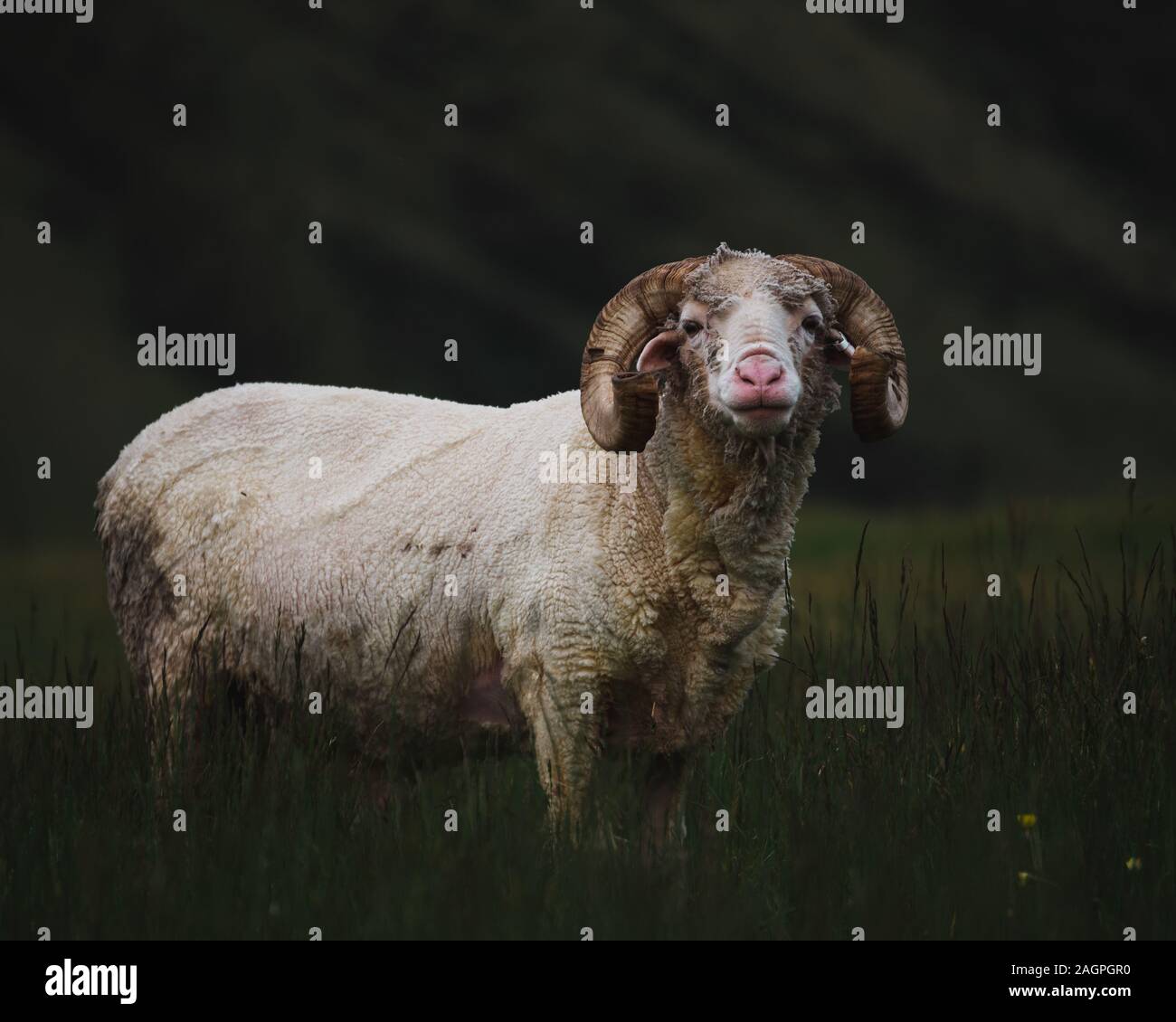 Adult sheep black white lamb hi-res stock photography and images - Alamy