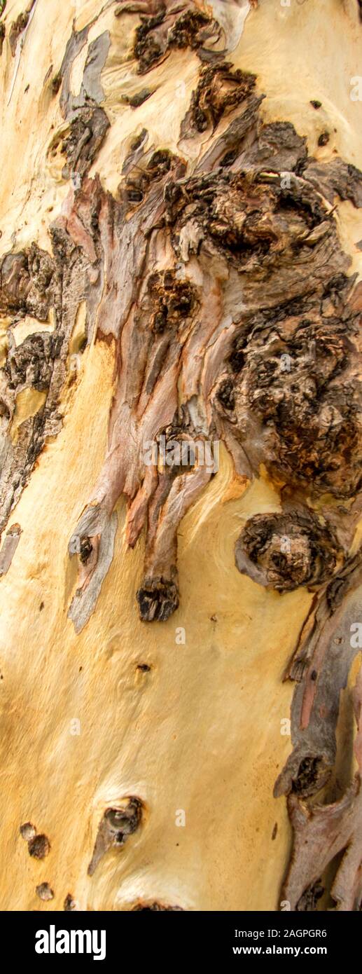 Colorful tree bark hi-res stock photography and images - Alamy