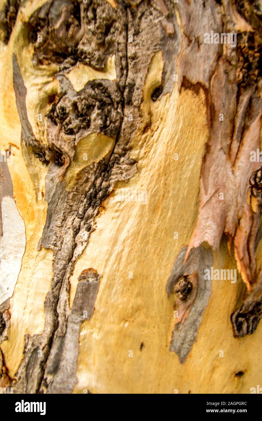 Colorful tree bark hi-res stock photography and images - Alamy
