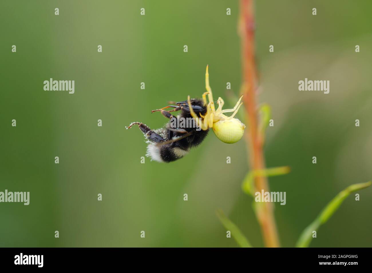 Spider caught a bee. Spider crab, misumena vatia with prey close up on ...