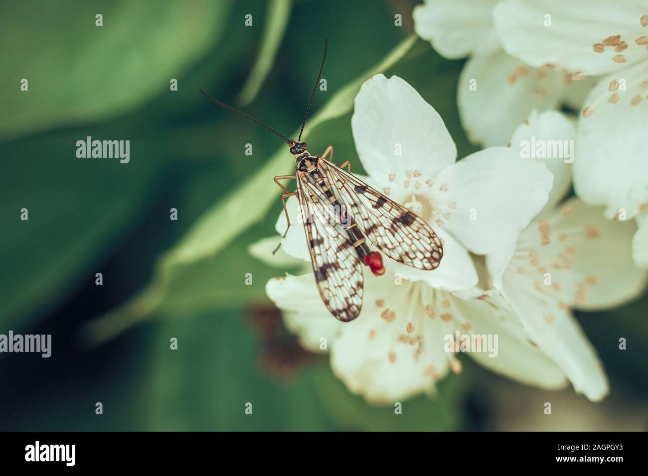 Scorpionfly or Panorpa communis, sitting on a white Jasmine flower on a ...