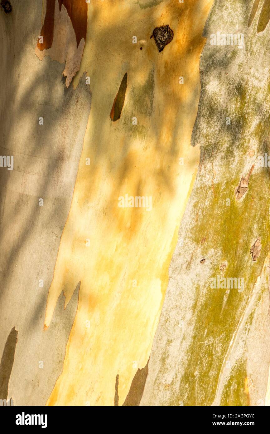 Colorful tree bark hi-res stock photography and images - Alamy