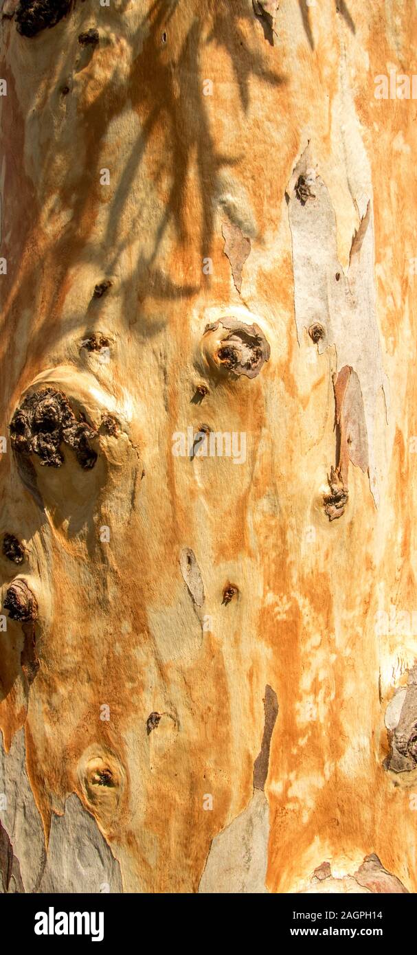 Colorful tree bark hi-res stock photography and images - Alamy