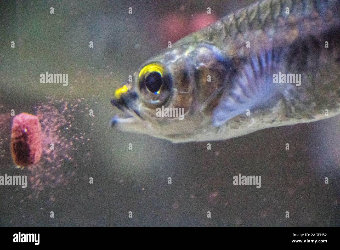 Large, Silver Dollar, fish enjoy treats that have been stuck to the ...