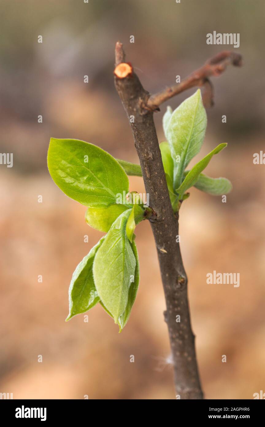 Young branch of a persimmon tree with its freshly released leaves in ...