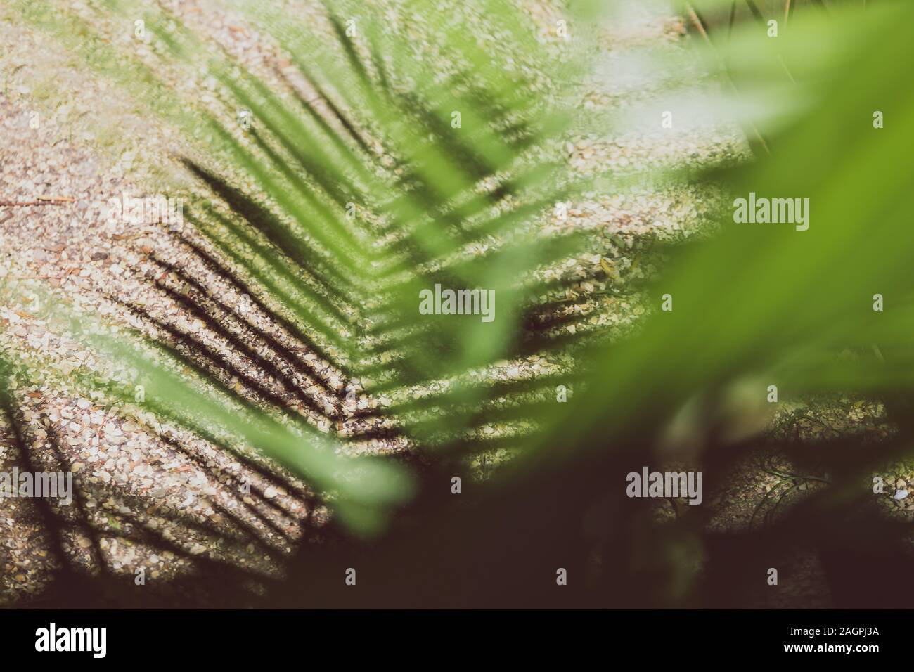 palm tree leaf shadow with bokeh of the plant, concept of tropical ...