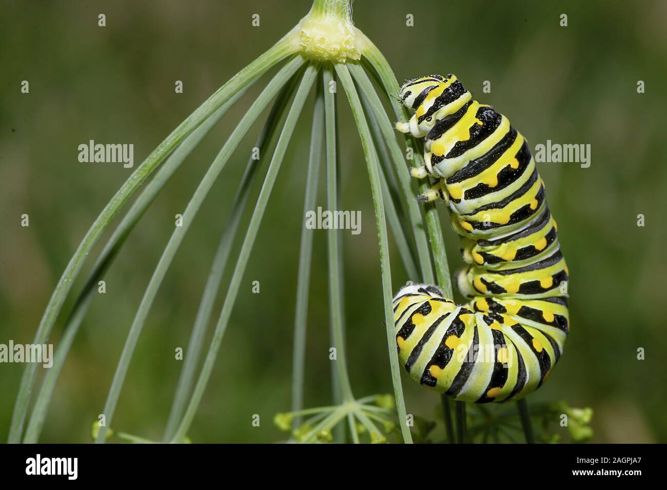 Green Caterpillar High Resolution Stock Photography and Images - Alamy