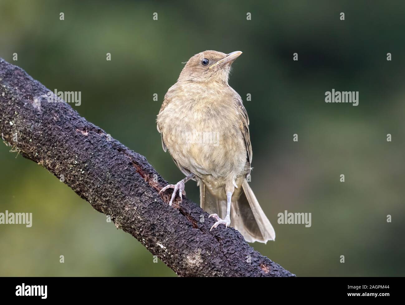 The national bird of Costa Rica, a Clay-colored thrush (Turdus grayi ...