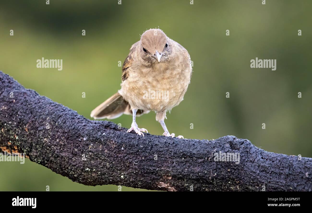 The national bird of Costa Rica, a Clay-colored thrush (Turdus grayi ...