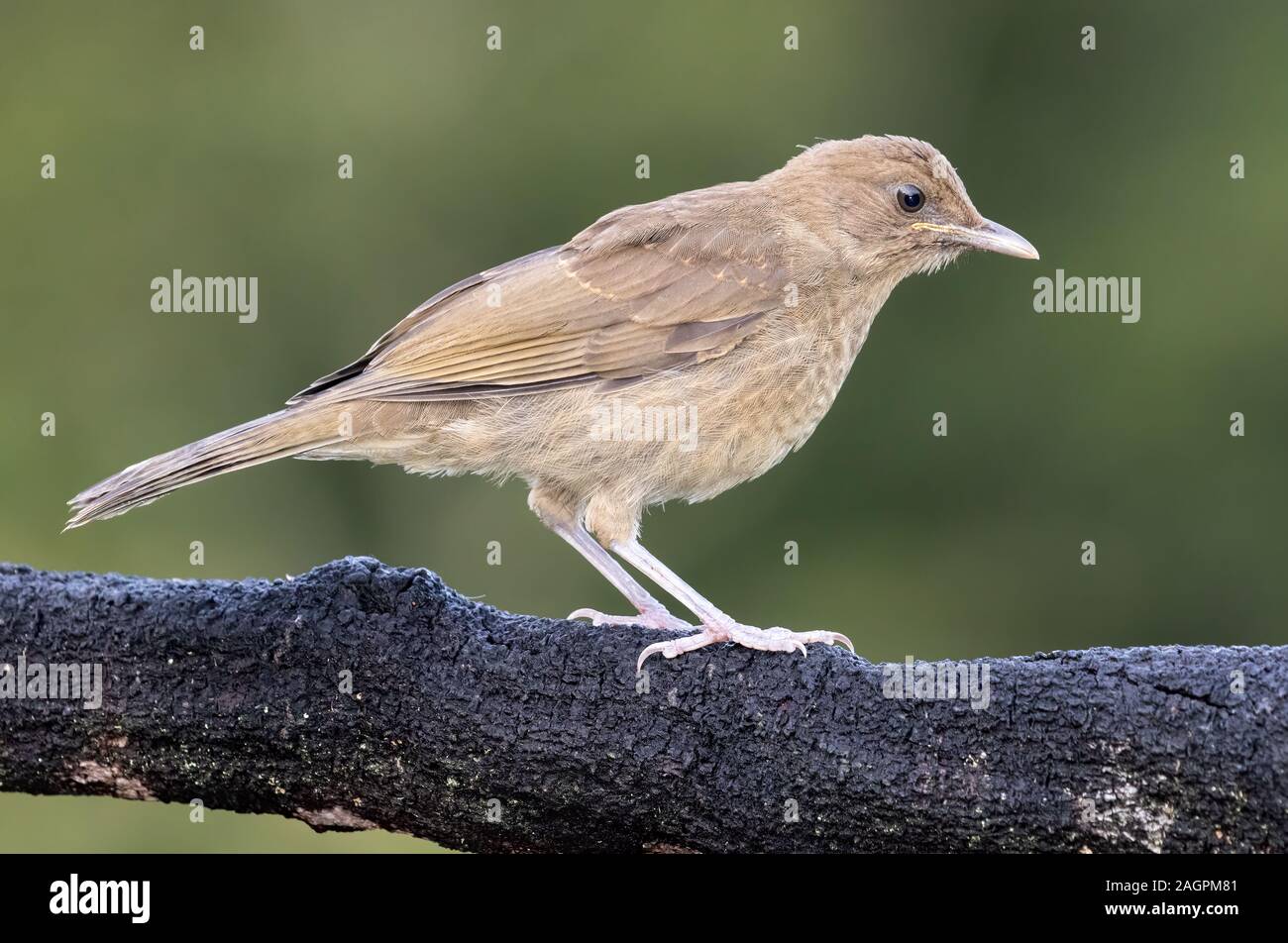 The national bird of Costa Rica, a Clay-colored thrush (Turdus grayi ...
