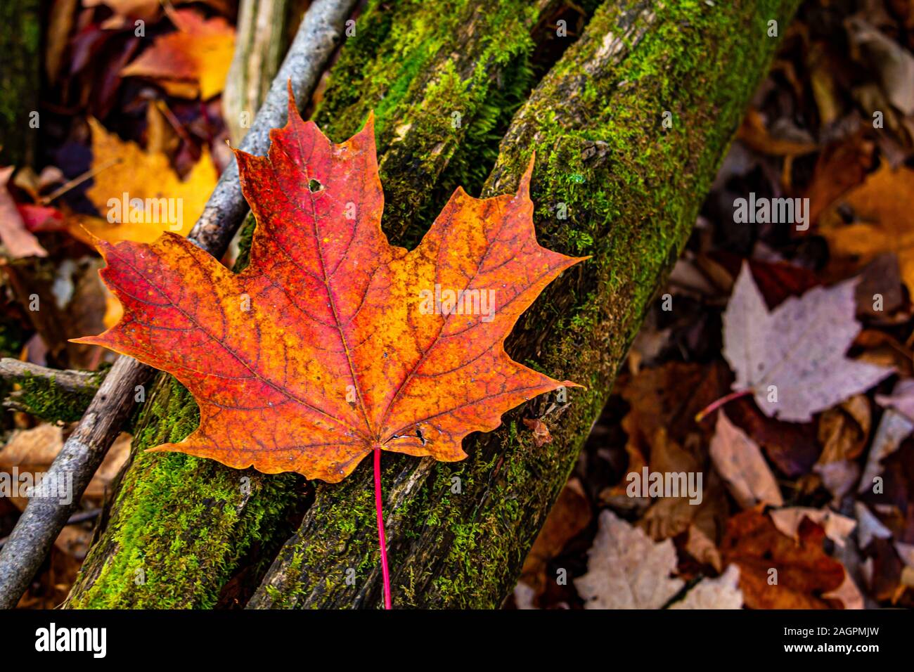 A vibrant red and orange maple leaf is seen up close as it lays on a ...