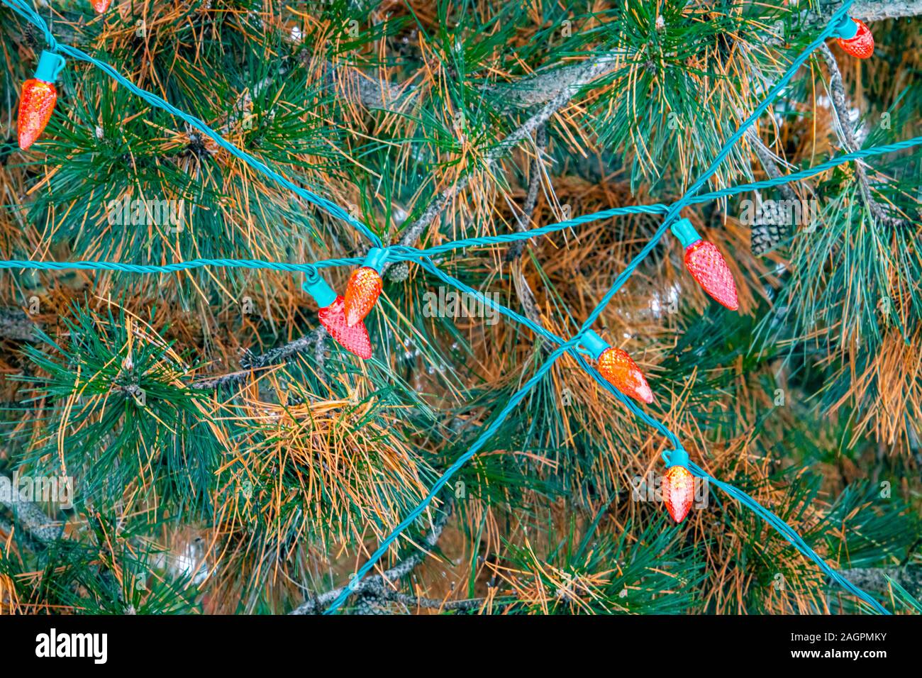 Red outdoor Christmas lights on an outdoor evergreen pine tree cross ...